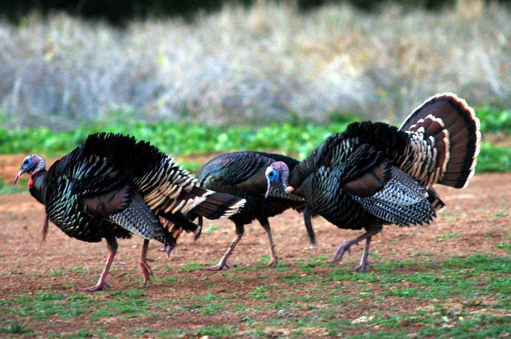 Wild Turkey from Calero County Park on November 29, 2009 by antonyw ...