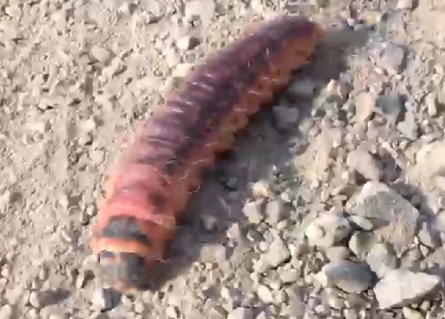 Goat Moth from Emden on April 27, 2020 by Manfred Schneider · iNaturalist