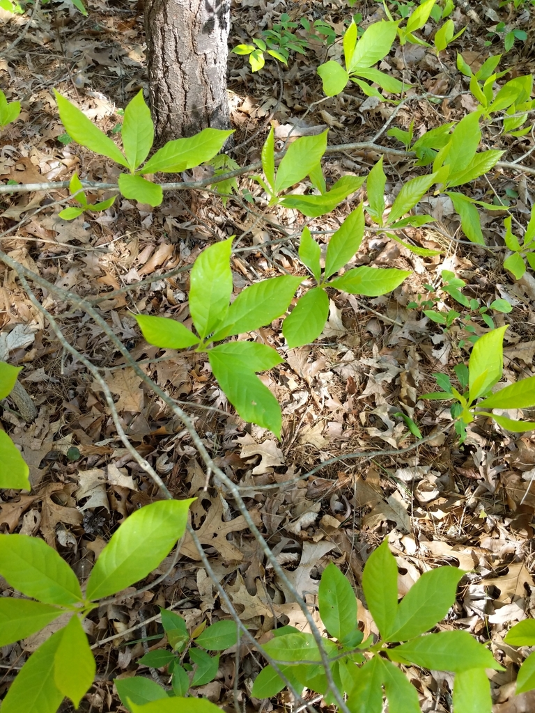 dicots from Woodfin, NC 28804, USA on April 27, 2020 at 04:55 PM by ...