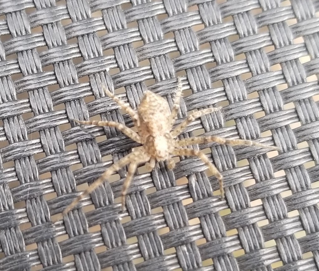 Philodromus in April 2020 by S Grinstead · iNaturalist