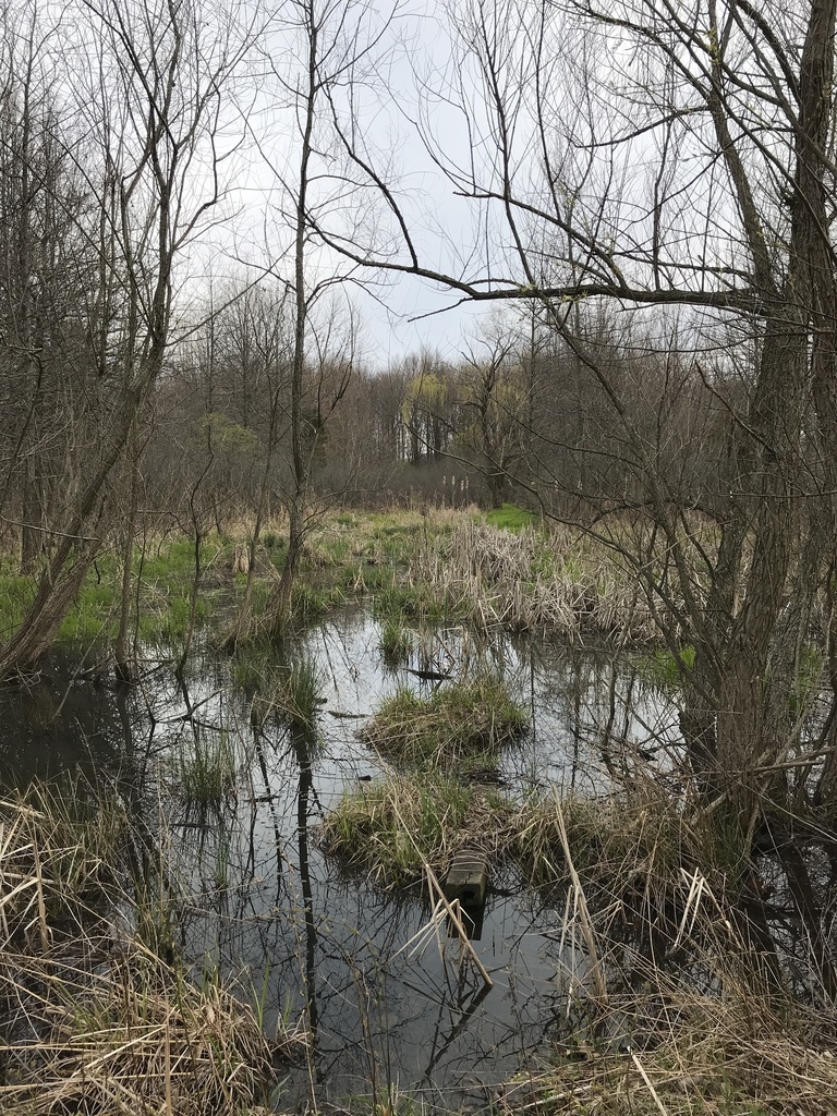 Spring Peeper from Viking Pkwy, Westlake, OH, US on April 27, 2020 at ...