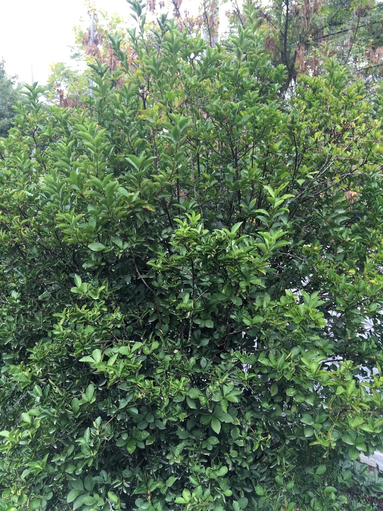 southern raintree from Perú, Yerba Buena, Tucumán, AR on April 27, 2020 ...