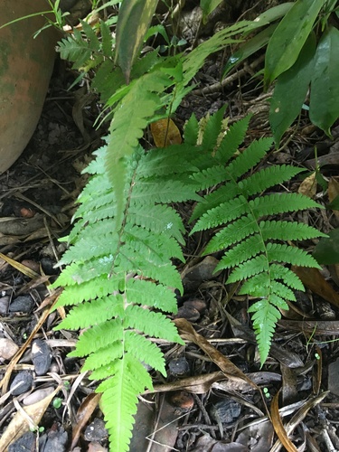 Thelypteris decurtata · iNaturalist