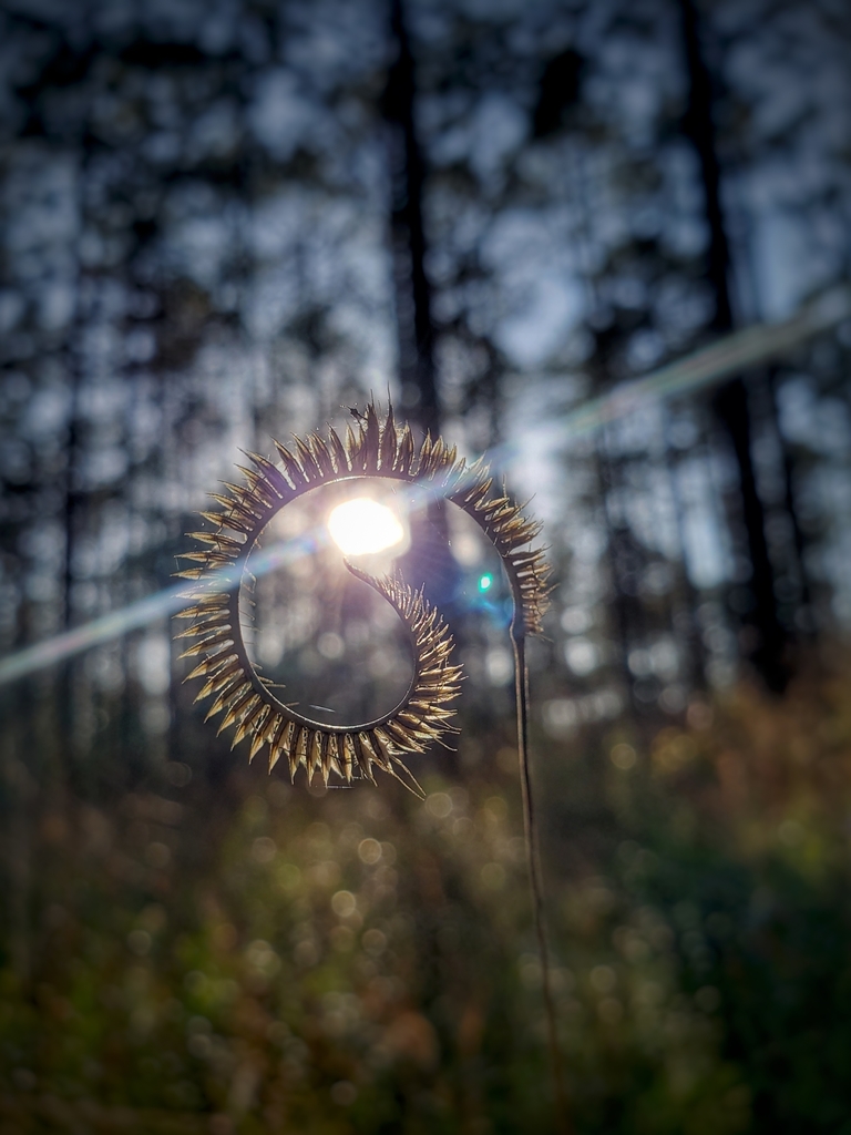 Toothache grass in April 2020 by Joseph Hosey · iNaturalist