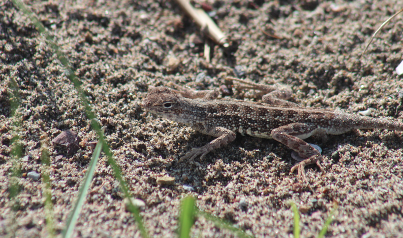 Elegant Earless Lizard from Rosario, Sin., México on August 16, 2014 at ...