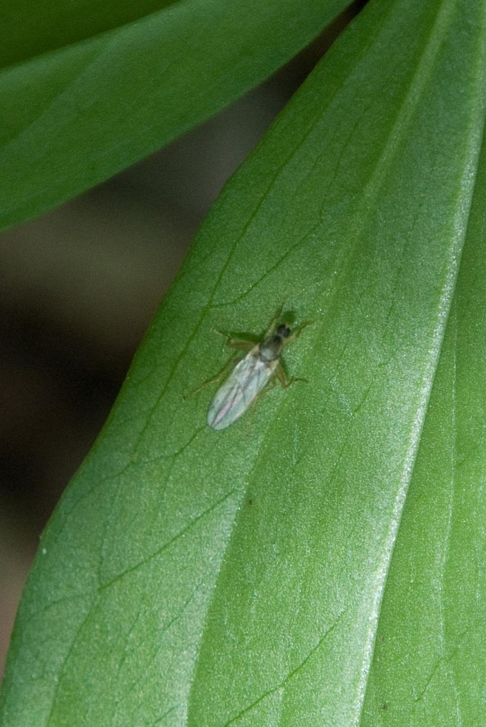Platypalpus from Jefferson County, MO, USA on April 27, 2020 at 01:27 ...