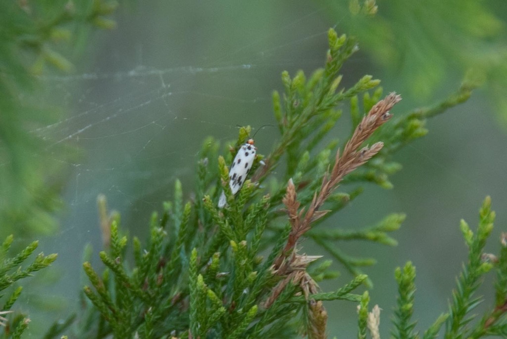 American Ermine Moth from Jefferson County, MO, USA on April 27, 2020 ...