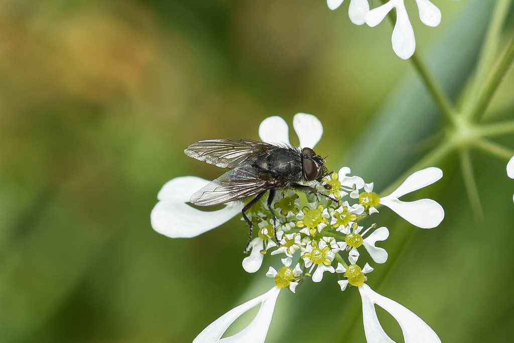 Calyptrate Flies from Iolcos 385 00, Greece on April 27, 2020 at 01:59 ...