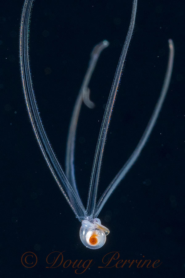 Gastropods from Hawaii County, HI, USA on January 11, 2017 at 07:46 PM ...