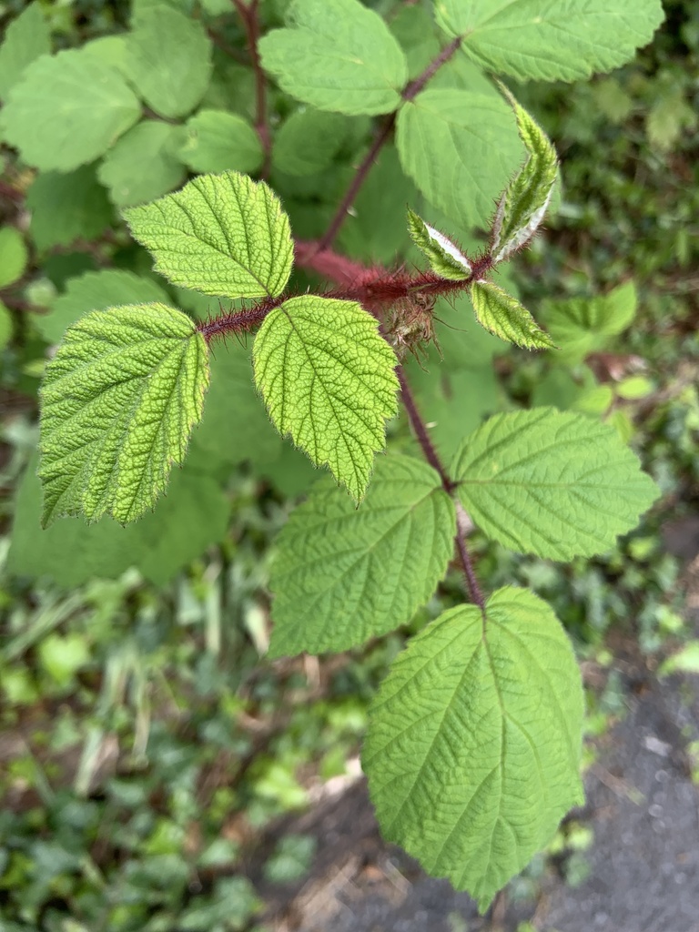 wineberry from Winthrop St, Staunton, VA, US on April 20, 2020 at 01:29 ...