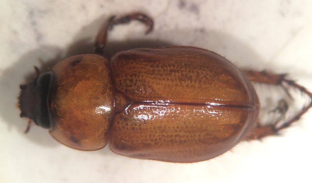 Southern Masked Chafer in April 2020 by proworbique · iNaturalist