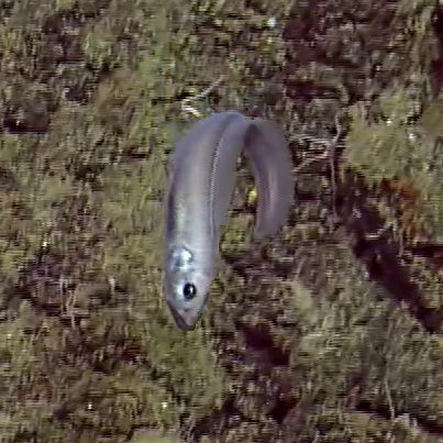 Pallid Eelpout (Seamounts of Canada's Large Offshore Pacific Area of ...