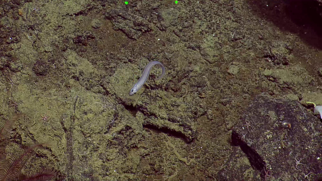 Pallid Eelpout (Seamounts of Canada's Large Offshore Pacific Area of ...