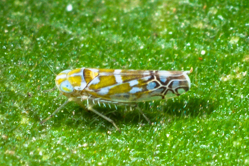 Genus Diceratalebra · iNaturalist