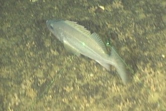Silvergray Rockfish (NorthEast Pacific Deep Exploration Project (a ...