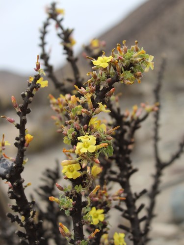 Section Giganteae · iNaturalist