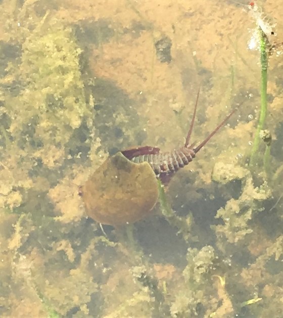Cryptic Tadpole Shrimp in May 2019 by kjamason. There were lots of ...