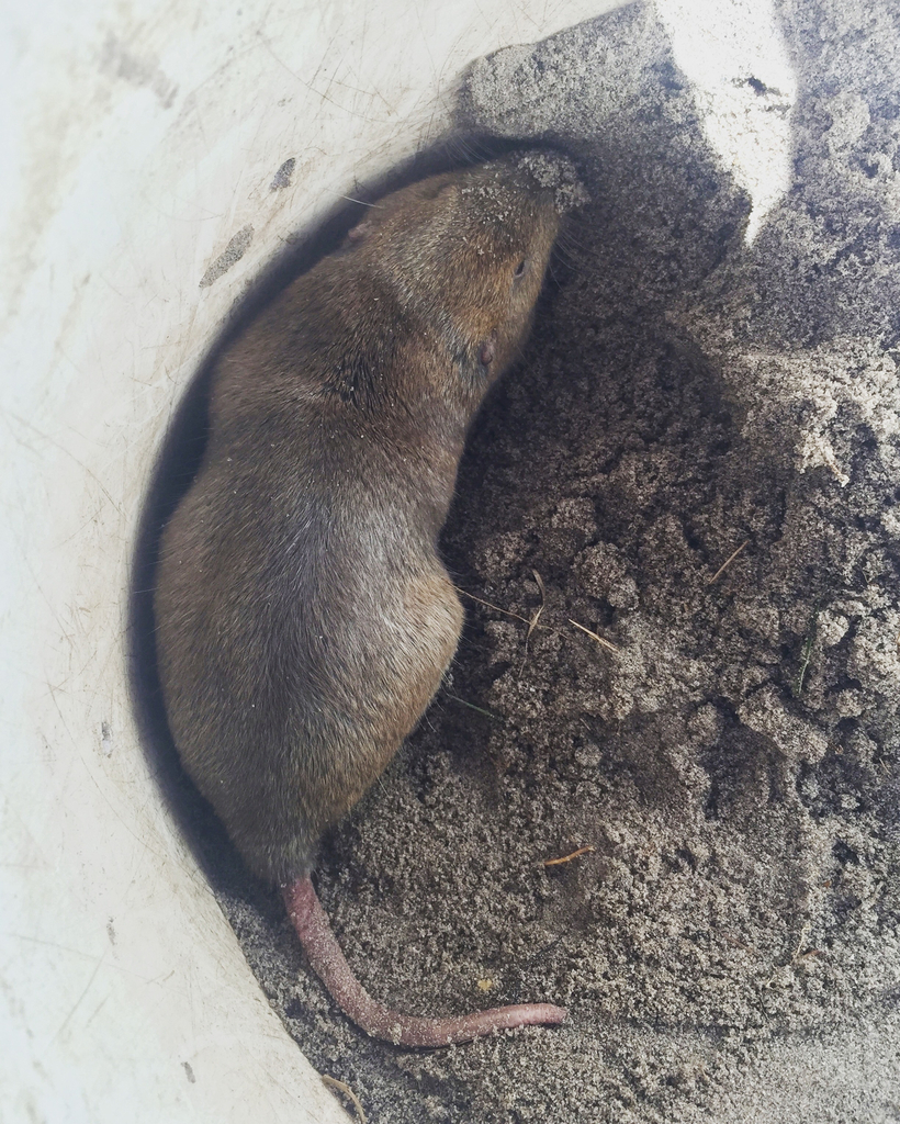 Southeastern Pocket Gopher from 33812, Lakeland, FL, US on April 12 ...