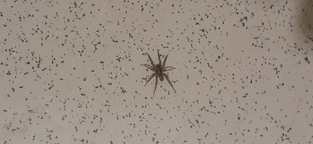 Trochosa from Waterville, ME, USA on April 28, 2020 at 09:09 PM by ...