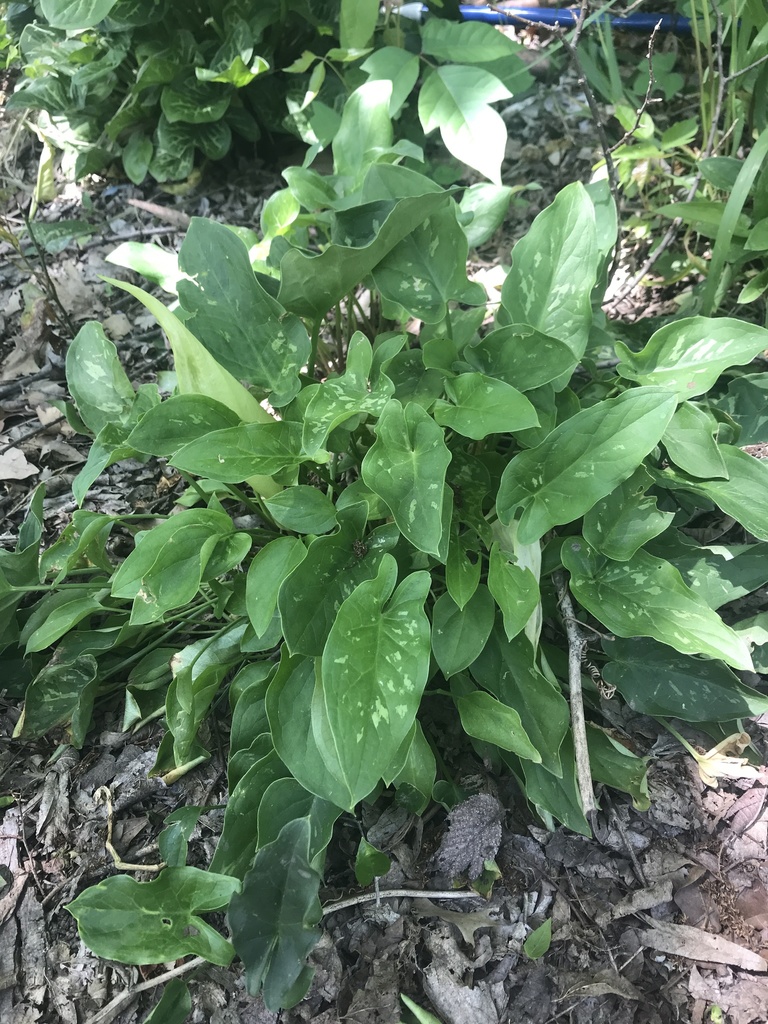 Italian arum from Mayo St, Commerce, TX, US on April 16, 2020 at 01:09 ...