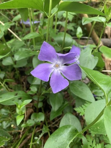 theresephillips's Identifications · iNaturalist