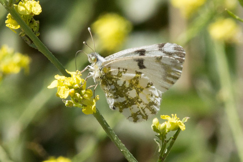 Large Marble (Butterflies of San Mateo County) · iNaturalist