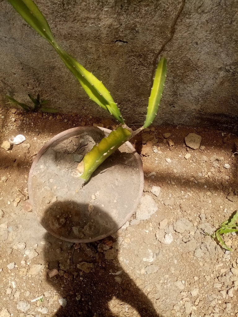 Something from Maguyam, Silang, Cavite, Philippines on April 29, 2020 ...