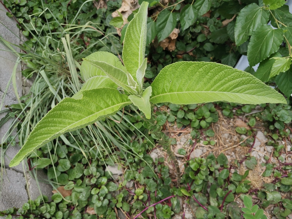 Sambong from Pasong Buaya II, Cavite, Philippines on April 29, 2020 at ...