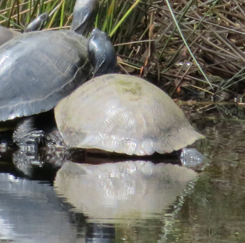 Northern Red-bellied Cooter from Bowie, MD, USA on April 25, 2020 at 01 ...