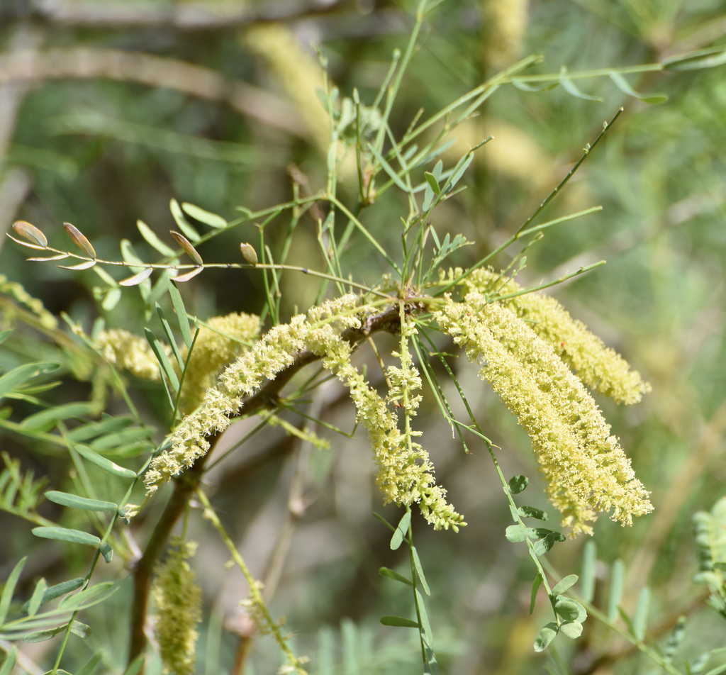 western honey mesquite from San Diego County, CA, USA on April 6, 2017 ...