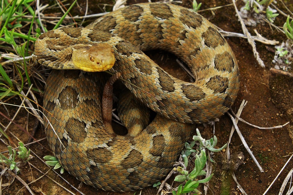 Mexican Pygmy Rattlesnake from Joquicingo, Méx., México on September 23 ...