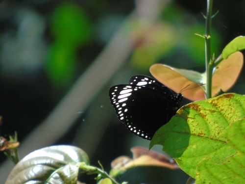 Javan Crow (Euploea gamelia) · iNaturalist