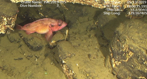 Yellowmouth Rockfish (NorthEast Pacific Deep Exploration Project (a ...