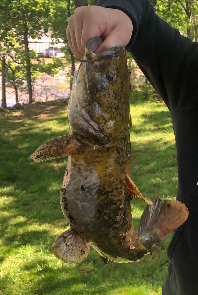 Flathead Catfish from S Peebly Rd, Oklahoma City, OK, US on April 29 ...
