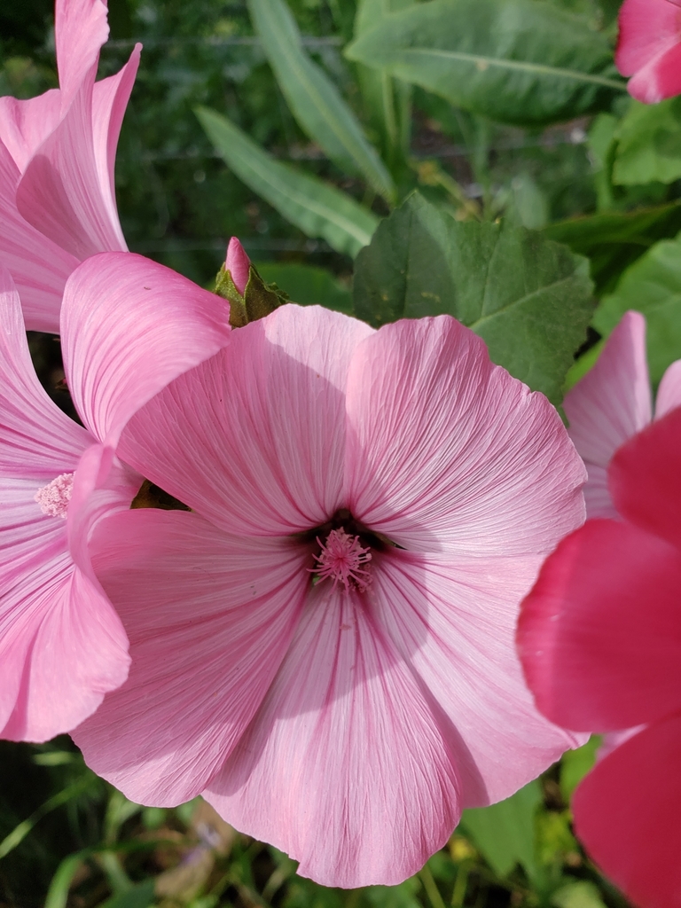 Mallows from Los Angeles, CA 91330, USA on April 29, 2020 at 04:12 PM ...