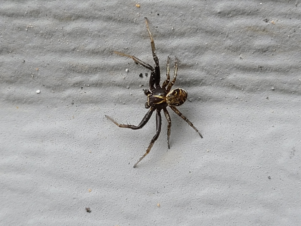 Common Crab Spider from Olympia, WA, USA on April 29, 2020 at 03:07 PM ...
