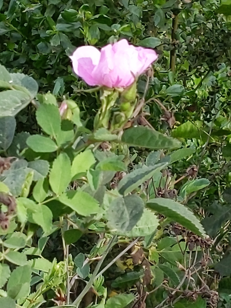 California Wild Rose from Belmont, CA, USA on April 29, 2020 at 05:05 ...