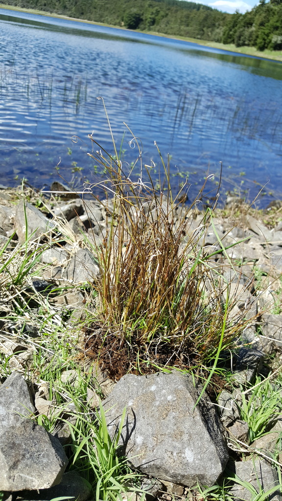 Curly Sedge in December 2017 by Kerry Ford · iNaturalist