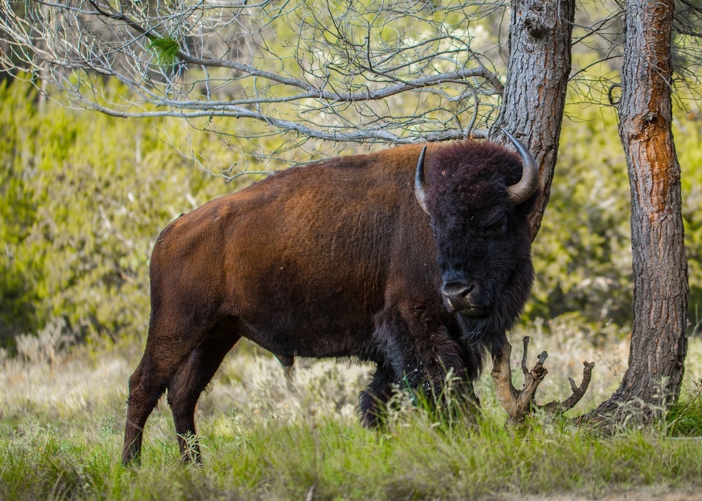 American Bison from Arteaga, NL, MX on November 5, 2019 at 11:35 AM by ...