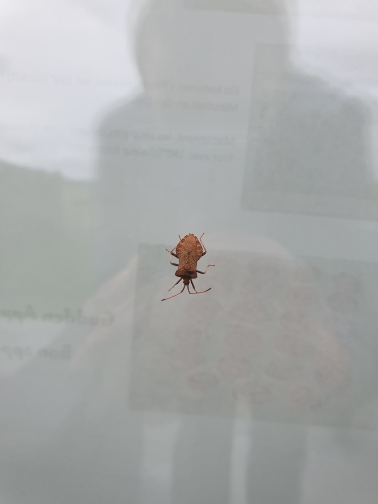 Dock Bug from Keispelt, Luxembourg on April 30, 2020 at 10:19 AM by ...