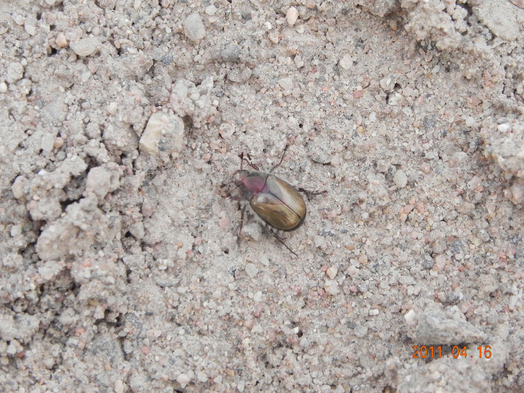 Proagopertha lucidula from Wugong County, Xianyang, Shaanxi, China on ...