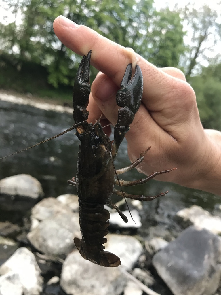 Signal Crayfish from River Wharfe, Otley, England, GB on April 25, 2020 ...