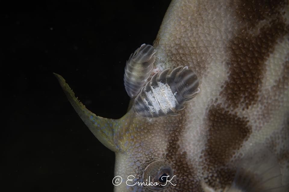 Creniola laticauda from Mosman, AU-NS, AU on April 30, 2020 at 07:40 PM ...