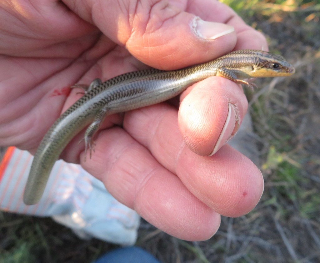 Gilbert's Skink in April 2020 by Brian Hinds · iNaturalist