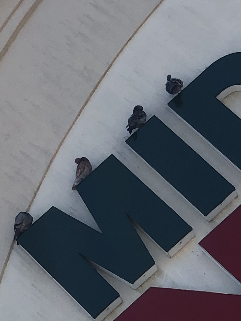 Birds from W Pipeline Rd, Hurst, TX, US on April 30, 2020 at 02:58 PM ...