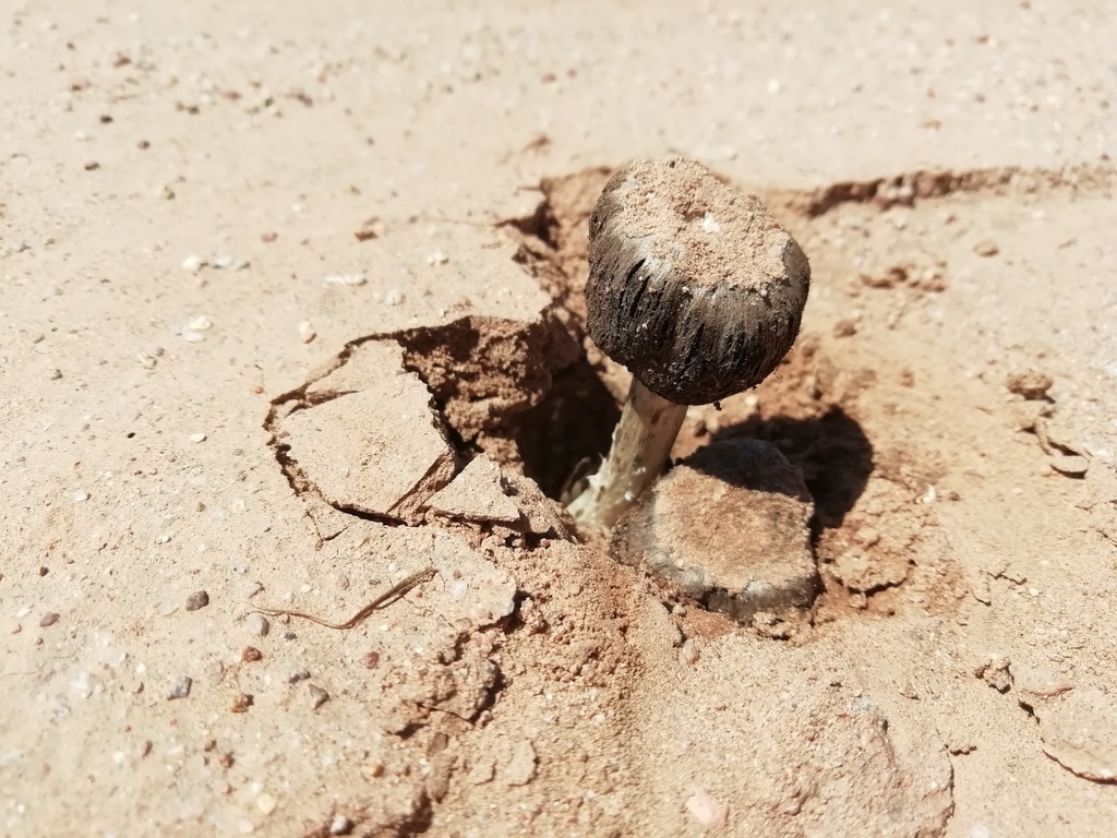 Desert Inkcap from Hermosillo, Son., México on March 20, 2020 at 11:35 ...