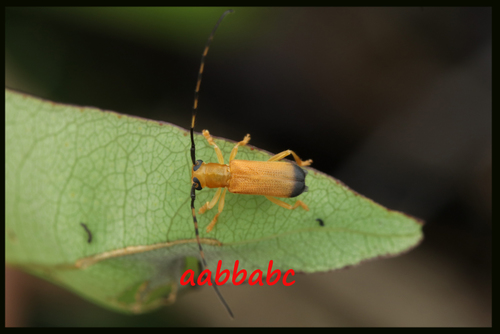 Serixia sedata · iNaturalist