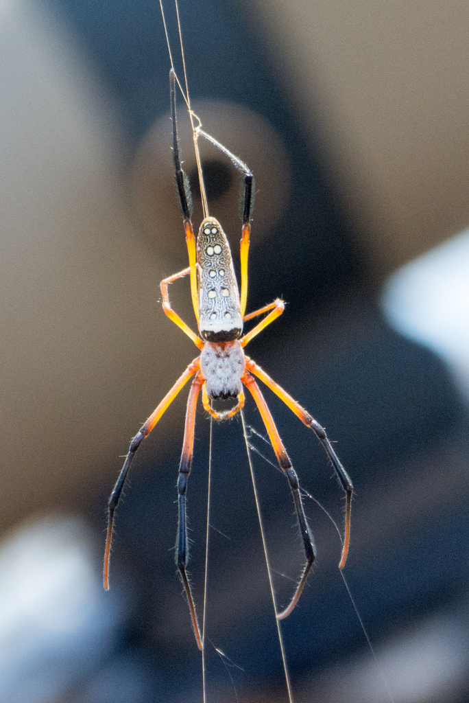 Red-legged Golden Orb-web Spider from Magarini, Kenya on February 11 ...