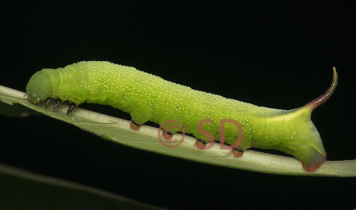 Observations by shuanda · iNaturalist