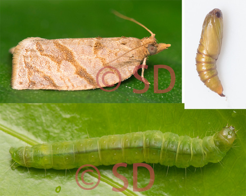 Observations by shuanda · iNaturalist